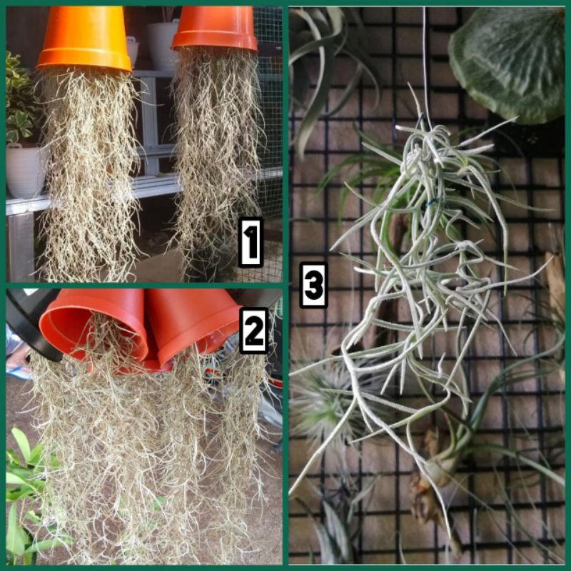 Jual tanaman hias tilansia jenggot musa (free pot) | Shopee Indonesia