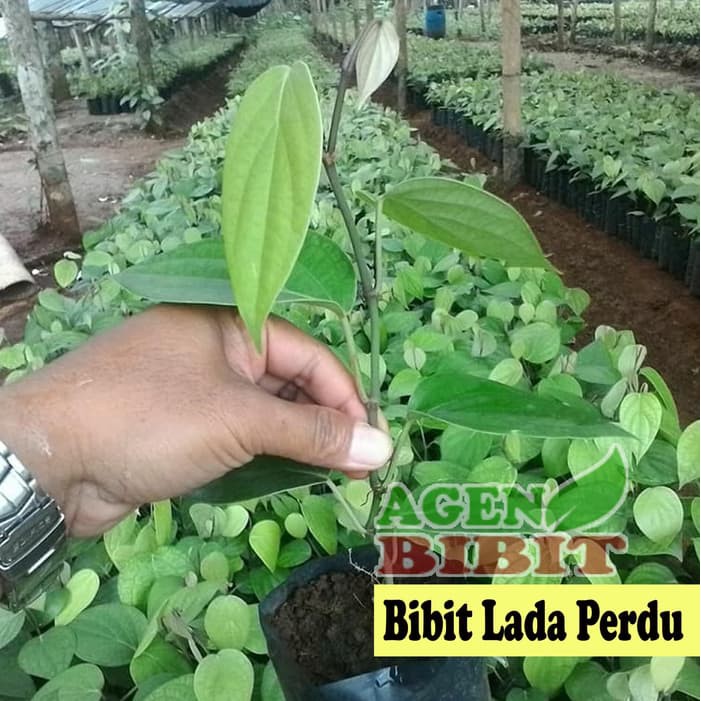 Jual Bibit Lada Perdu - Sahang Perdu - Pohon Merica Hitam - Tanaman Herbal | Shopee Indonesia
