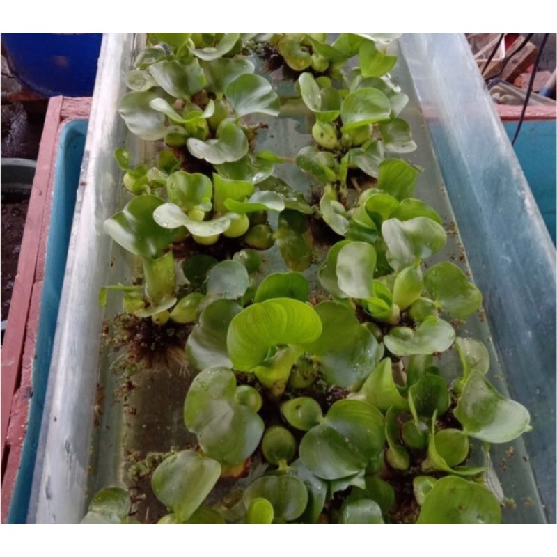 Jual tanaman air eceng gondok | Shopee Indonesia