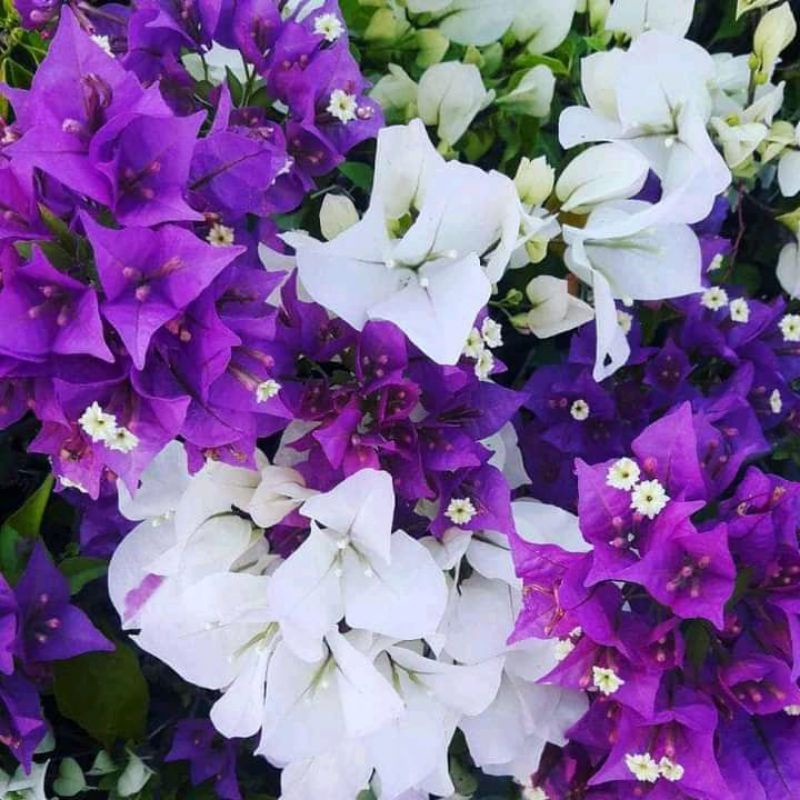 Jual tanaman hias bougenville sakura bunga white purple /Tanaman hidup ...