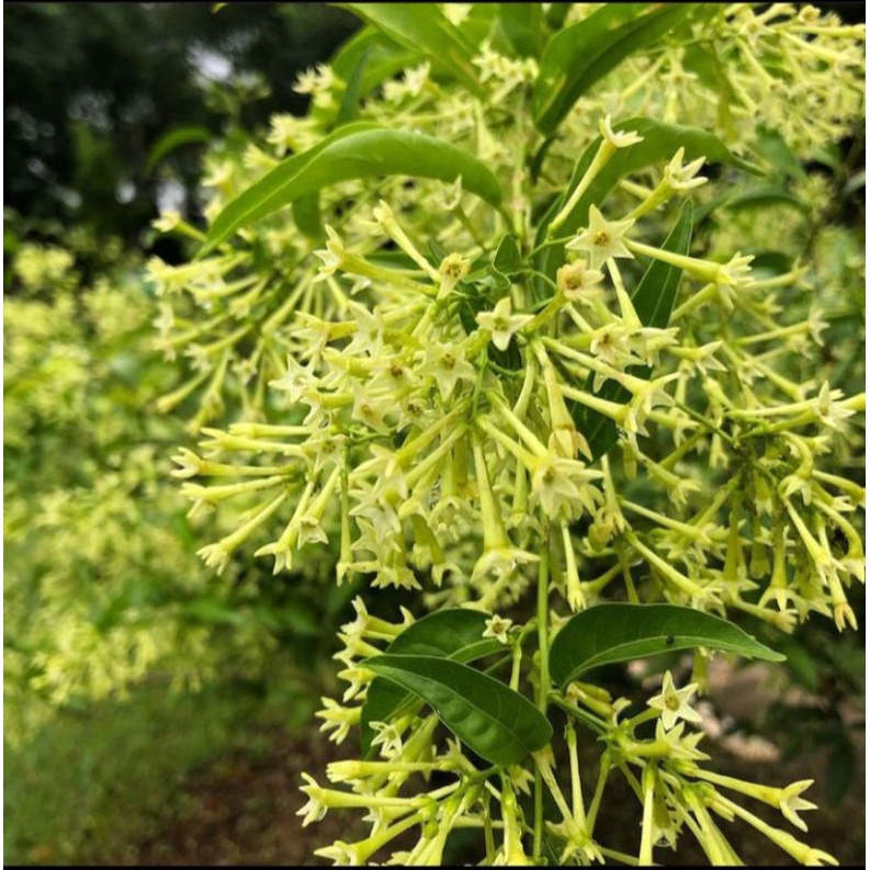 Jual Tanaman hias Bunga Arumdalu Pohon Bunga Arumdalu Tanaman Melati ...