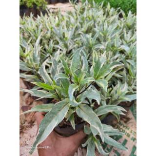 Jual Tanaman hias gandarusa - tanaman gandarusa - pohon gandarusa ...