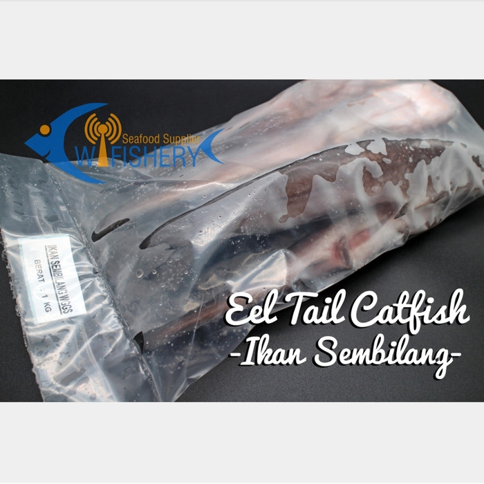Jual Ikan Sembilang - Lele Laut utuh bersih | Shopee Indonesia