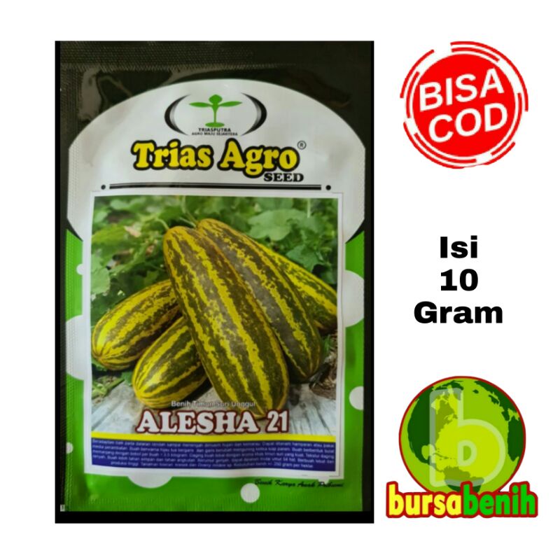 Jual Isi 600 Biji Benih Timun Suri ALESHA 21 - Isi 10 Gram Bibit Timun ... Jual Isi 600 Biji Benih Timun Suri ALESHA 21 - Isi 10 Gram Bibit Timun ...