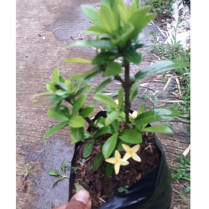 Jual tanaman hias bunga soka kuning/pohon soka kuning | Shopee Indonesia