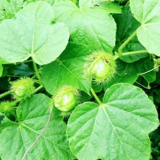 Jual Bibit Hidup 20 - 40 cm Buah Rambusa / Anggur Hutan / Rambutan ...