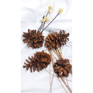 Jual bunga pinus/ biji pohon pinus/pinus/properti foto/buah pinus ...