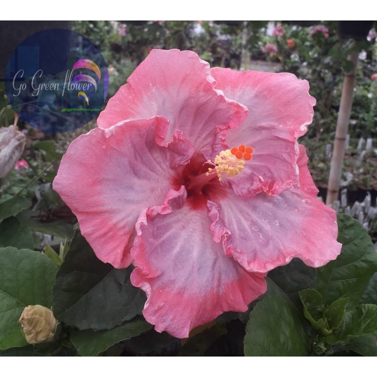 34+ Gambar Bunga Sepatu Pink yang Lagi Ngetrend - Informasi Seputar ...