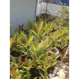 Jual Jual paku blechnum | pakis atau tumbuhan paku pakuan | Shopee ...
