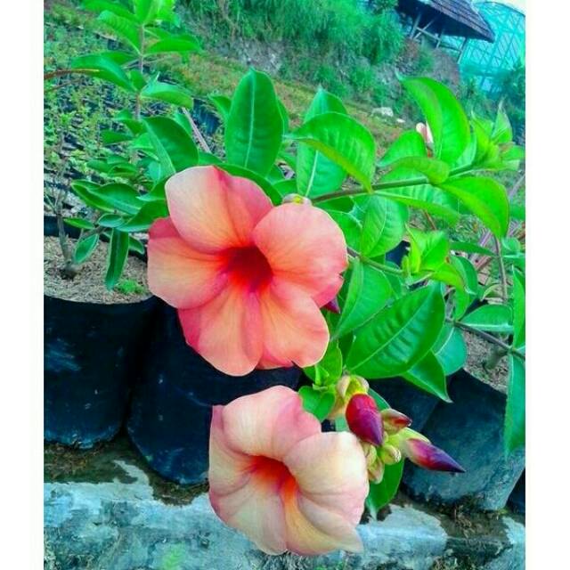 Beginilah 42+ Tentang Tanaman Bunga Alamanda yang Wajib Diketahui ...