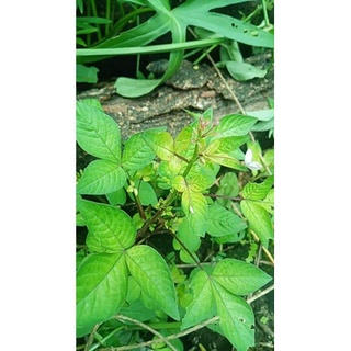 Jual Tanaman Maman Ungu Daun Boboan Cleome | Shopee Indonesia