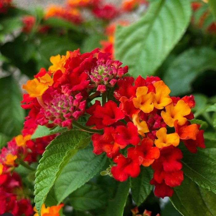 Jual Tanaman hias bunga lantana hybrida, tembelekan | Shopee Indonesia