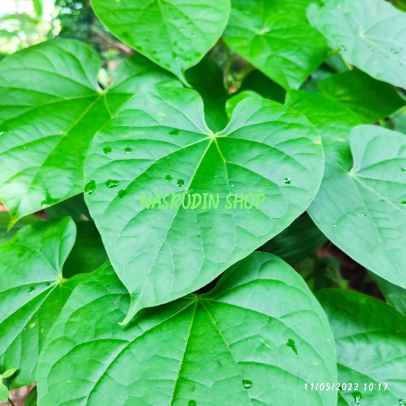 Jual DAUN BROTOWALI 30 LEMBAR SEGAR LANGSUNG PETIK / PATRAWALI ...