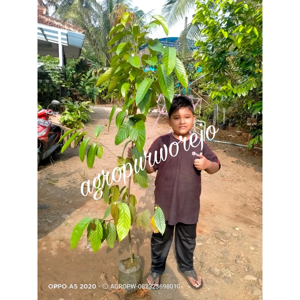 Jual Bibit Tanaman Kayu Ulin / Iron wood / Kayu Besi - Tanaman Langka ...