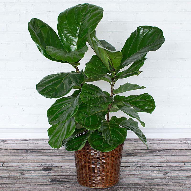 Jual Pohon Ketapang Biola Cantik - Fiddle Leaf Fig | Shopee Indonesia