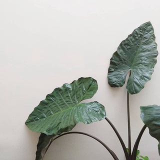 Jual TANAMAN HIAS SENTE HITAM JUMBO (keladi hitam) | Shopee Indonesia