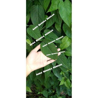 Jual Daun Sembukan Fresh 300 gram | Paederia Foetida L | Daun Kahihutan ...