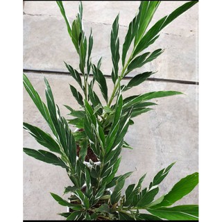 Jual Tanaman Hias Honje Variegata Honje Variegata Tanaman Honje