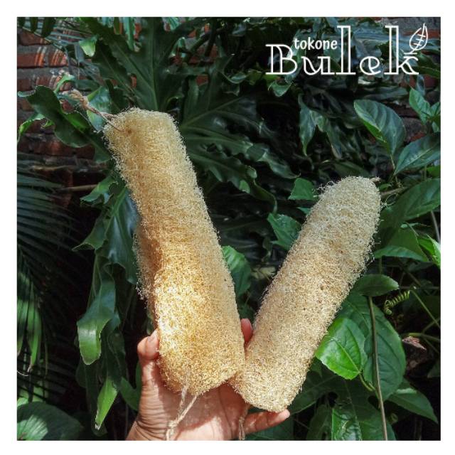 Loofah Oyong Gambas Kering Spons Organik | Shopee Indonesia