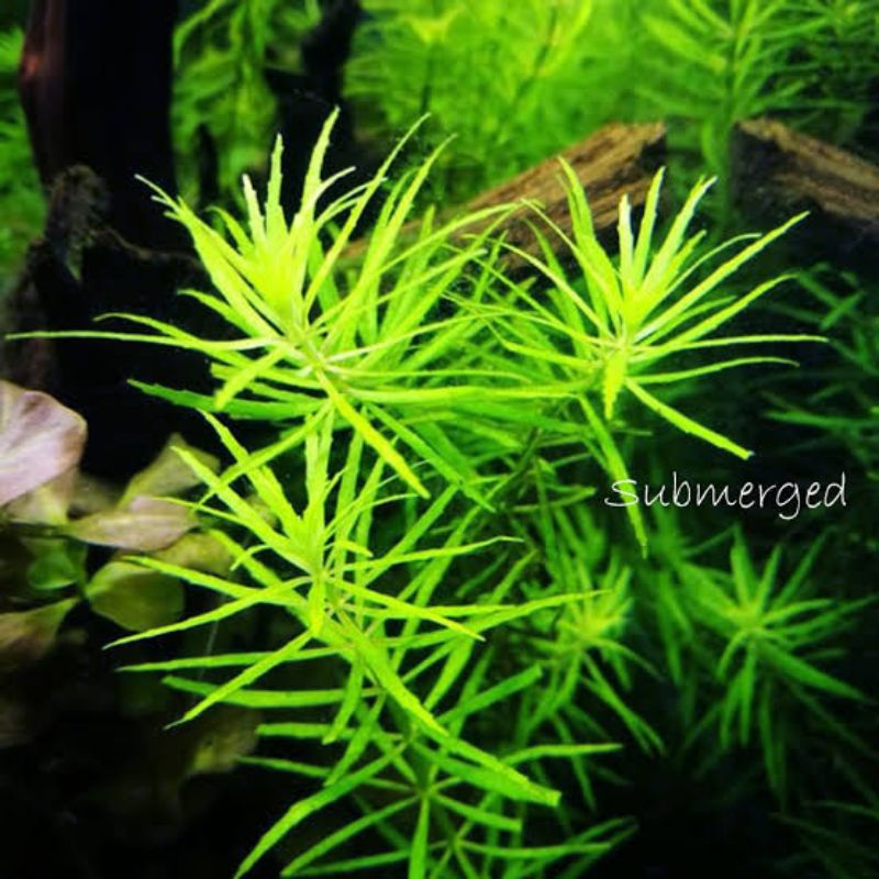 Jual Limnophila vietnam mini 10 batang tanaman aquascape tanaman air ...