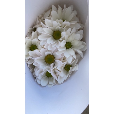 Jual Bunga Aster putih segar (1 ikat isi 10 batang) | Shopee Indonesia