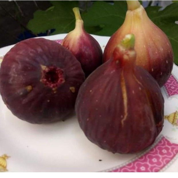 Jual bibit tin merah jenis BTM6 - jenis buah tin super besar - bibit ... Jual bibit tin merah jenis BTM6 - jenis buah tin super besar - bibit ...
