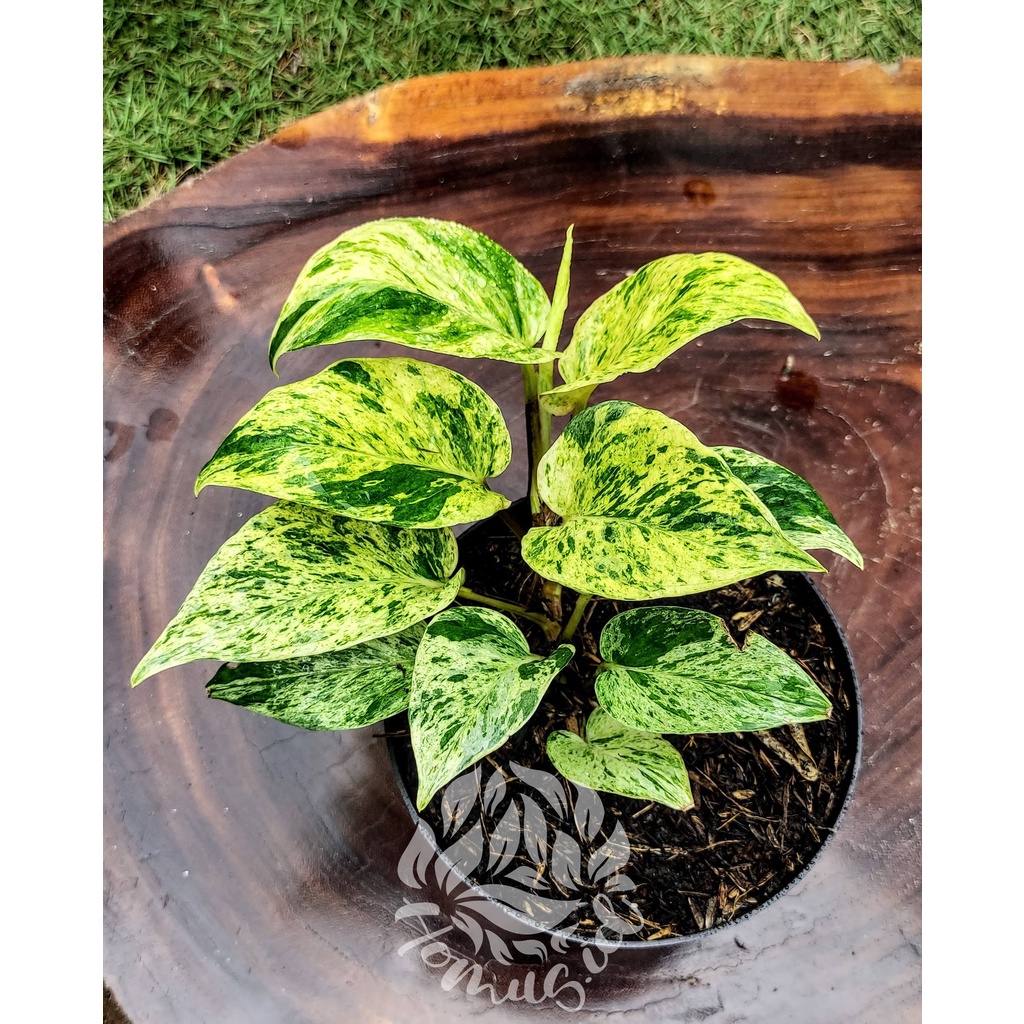 Jual Epipremnum aureum marble queen / tanaman hias sirih gading ...