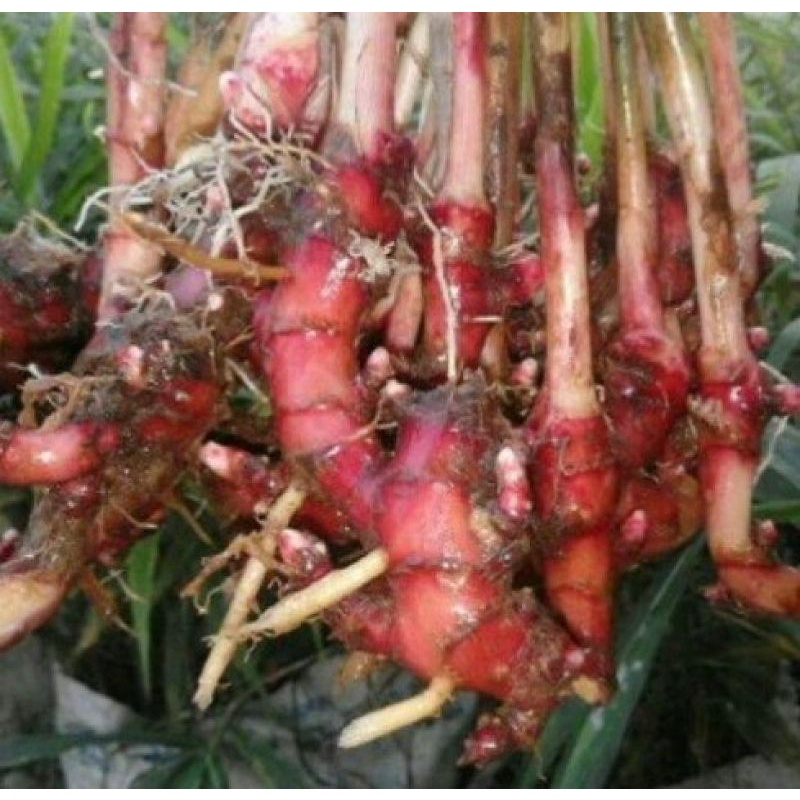 Jual bibit jahe merah unggul siap tanam tanaman toga | Shopee Indonesia