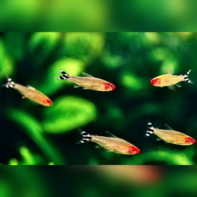 Jual red nose tetra | Shopee Indonesia