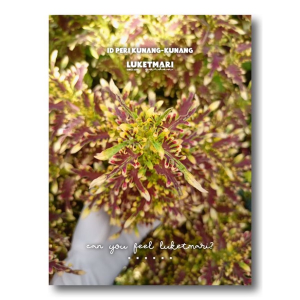 Jual ID Peri Kunang Kunang Luketmari Tanaman Hias Miana Mayana Miyana ...