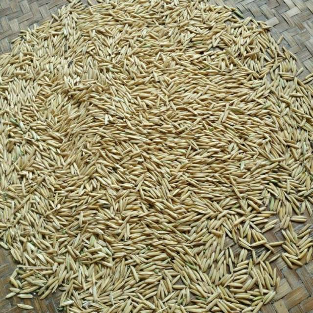 Jual Benih Biji Padi Basmati Aromatik 1121 500gr Wangi Original Unggul ...