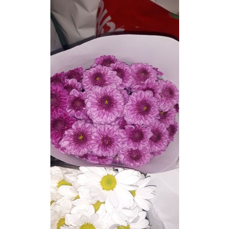 Jual bunga aster puma ungu ( 1 ikat isi 10 tangkai) Indonesia|Shopee ...