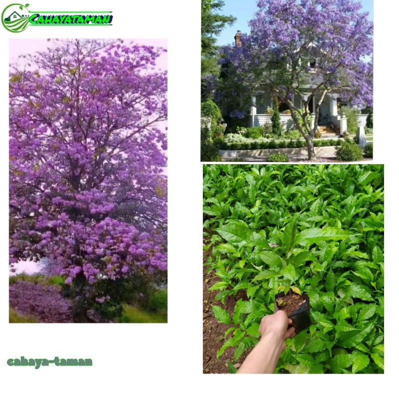 Jual tanaman hias tabebuya bunga ungu tanaman hias bibit tabebuya bunga ...