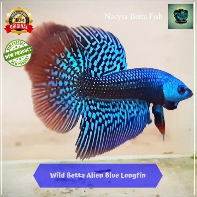 Harga Betta Alien Terbaru Agustus 2023 |BigGo Indonesia