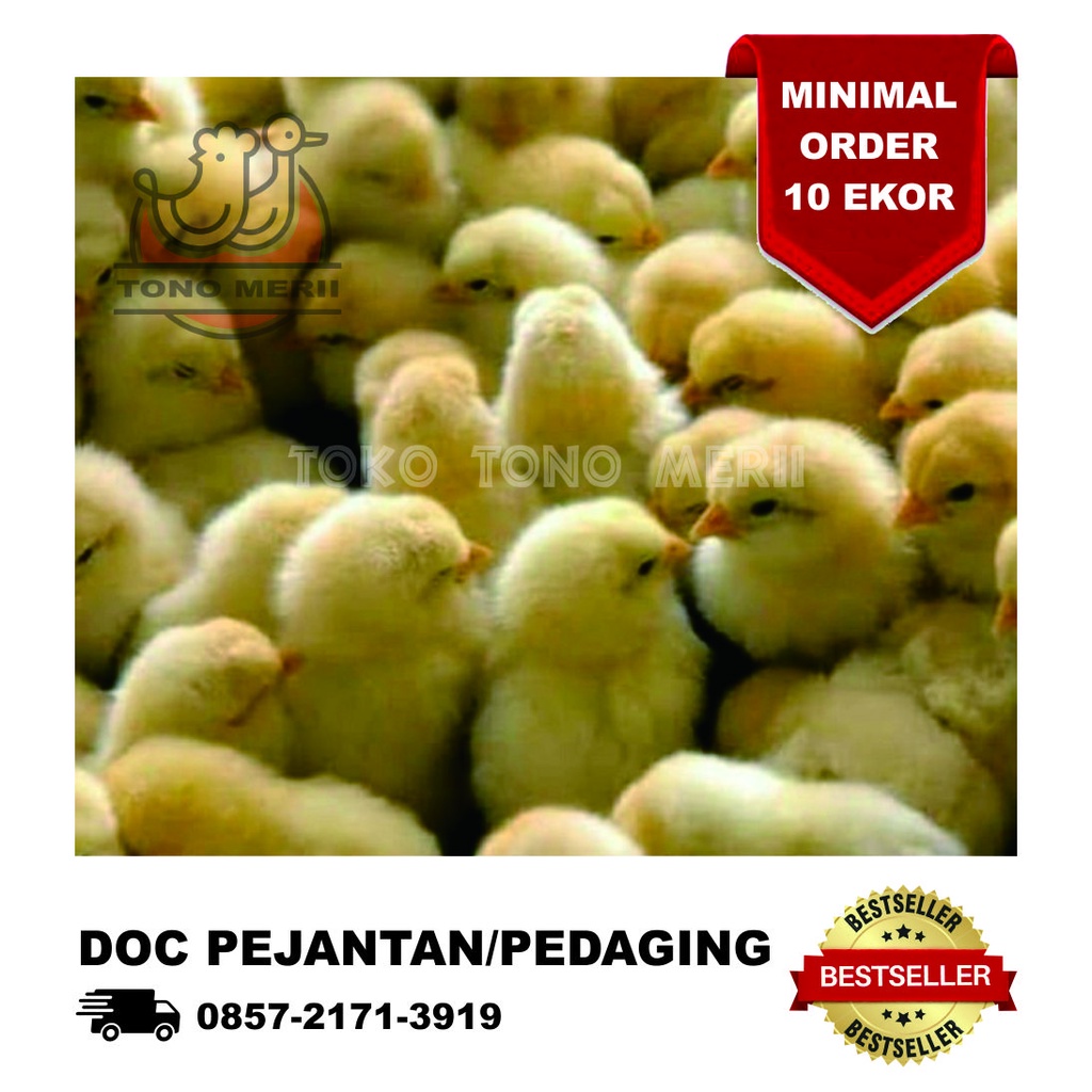 Jual DOC Anak Ayam Pejantan - 10 Ekor | Shopee Indonesia