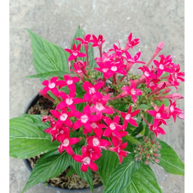 Jual Vegetasi Lebah Bunga Pentas Berbunga / Tanaman Hias | Shopee Indonesia Jual Vegetasi Lebah Bunga Pentas Berbunga / Tanaman Hias | Shopee Indonesia