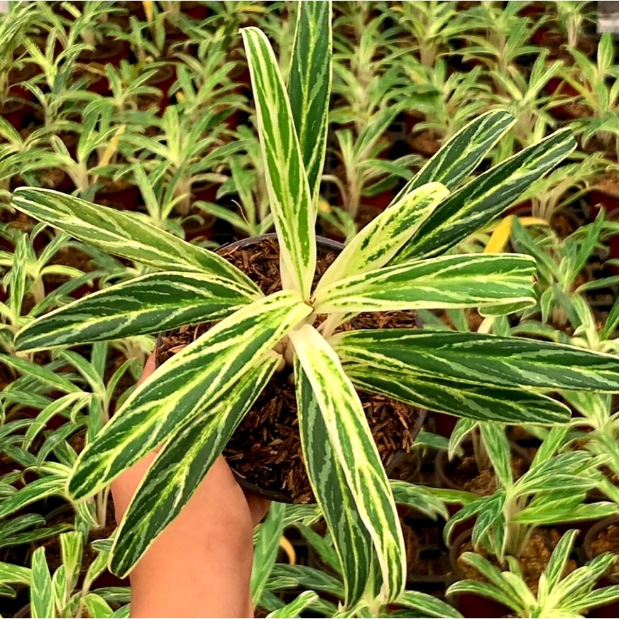 Jual Aglonema Bamboo / bibit bunga / bunga hidup / tanaman / tanaman ...