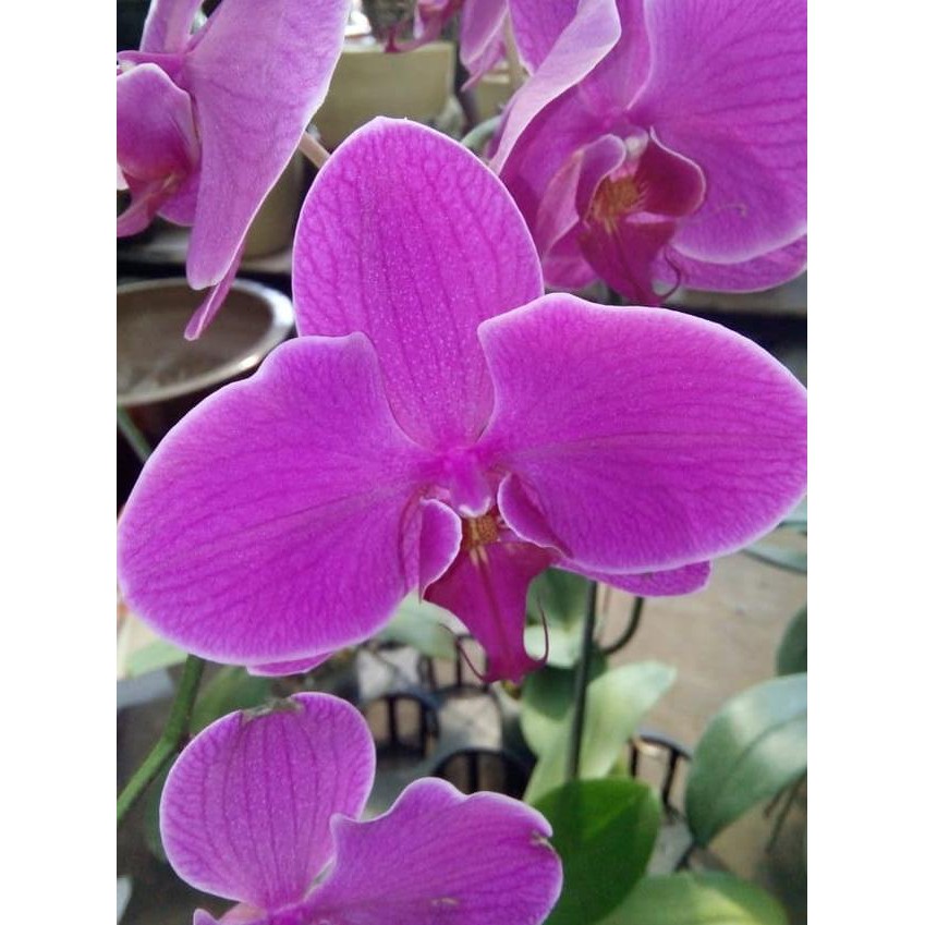 40+ Download Gambar Bunga Anggrek Ungu Super Keren - Informasi Seputar ...