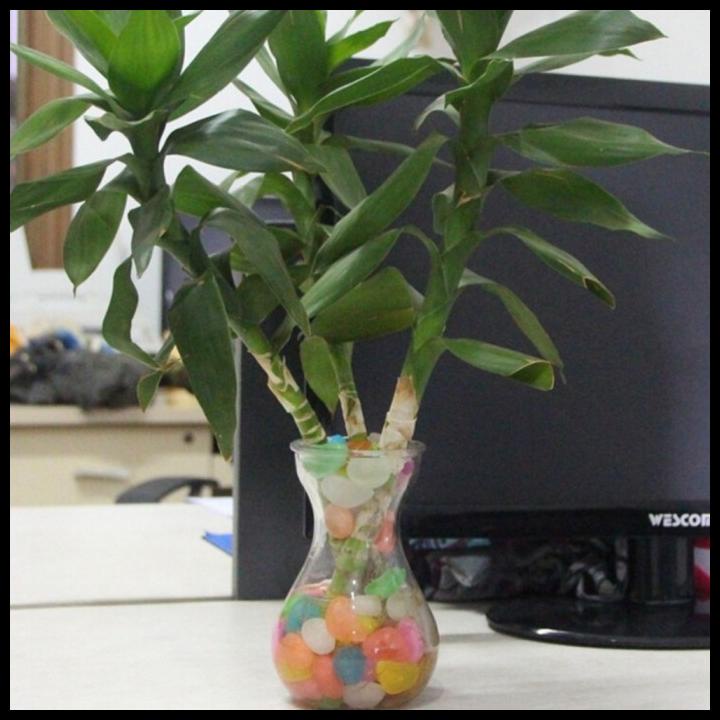 Jual Batu Nyala 1 Pcs Batu Aquarium Ikan Batu Akuarium Hias Akuarium ...