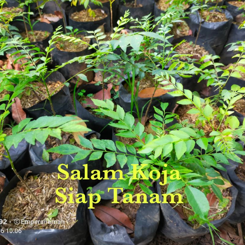 Jual BIBIT TANAMAN KARI / POHON DAUN KARI / DAUN SALAM KOJA / TEMURUI ...