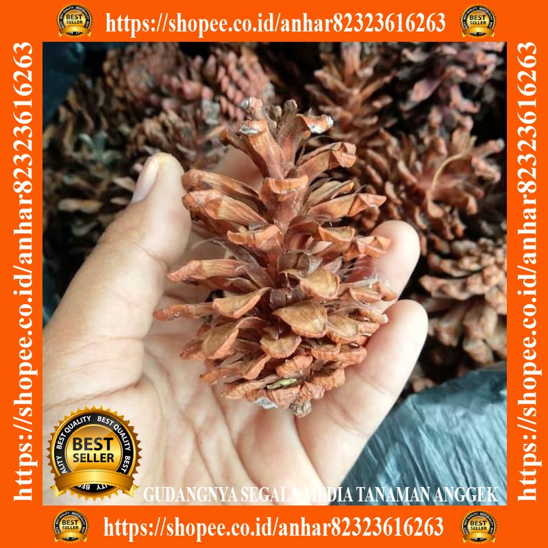 Jual Bunga pinus / Buah pine / Terrarium / Artificial / Hiasan Natal ...