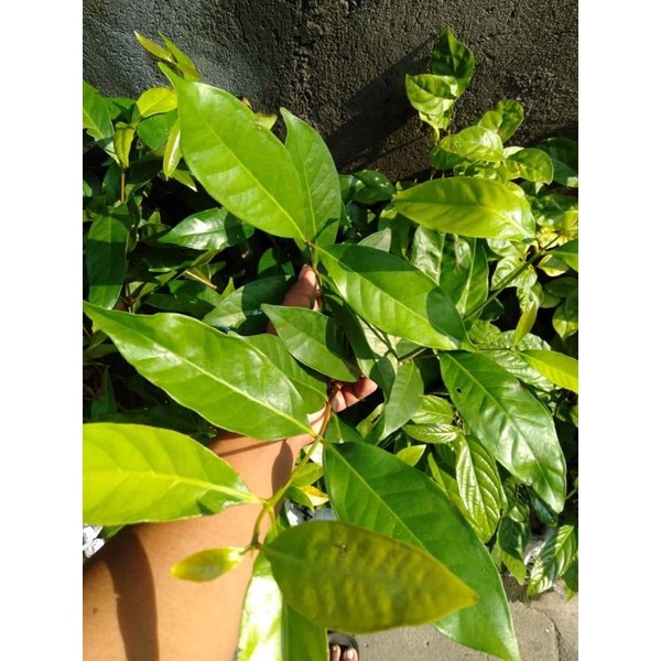 Jual Tanaman Daun Salam atau Tanaman Daun Jangar Ulam | Shopee Indonesia