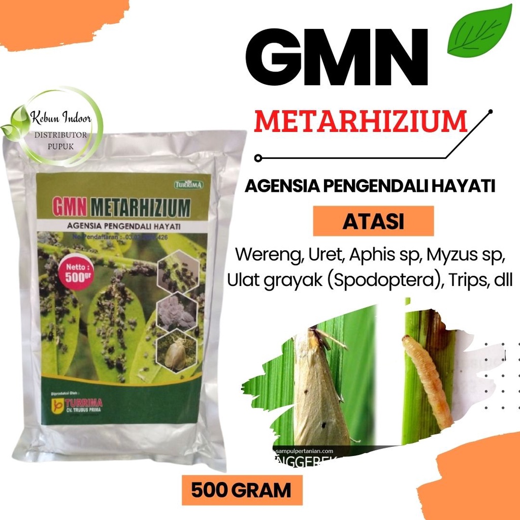 Jual Metarizium 500 Gram Obat Hama Uret Tanah dan Ulat Tanah ...