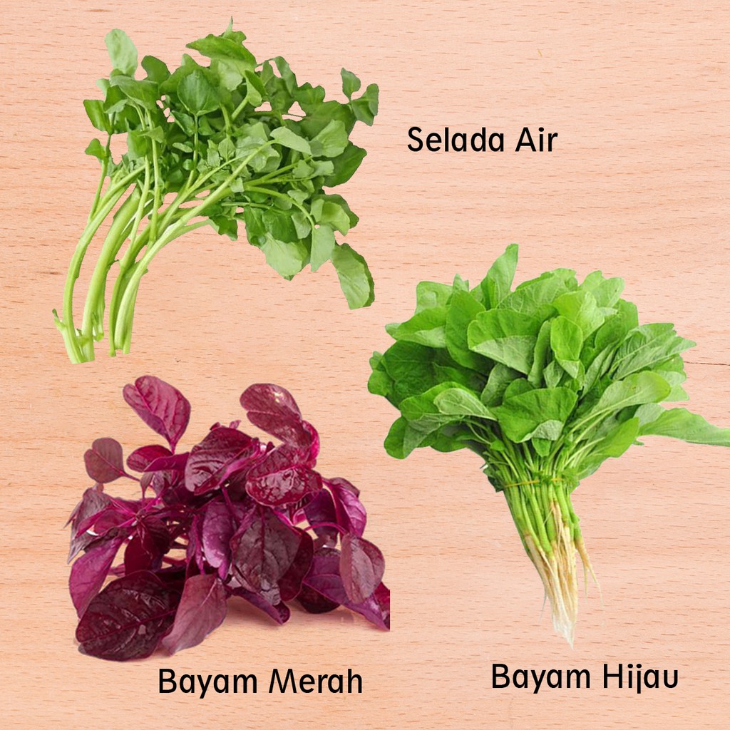 SAYUR SEGAR - DAUN BAYAM / DAUN BAYAM MERAH / SELADA AIR 200 GRAM ...