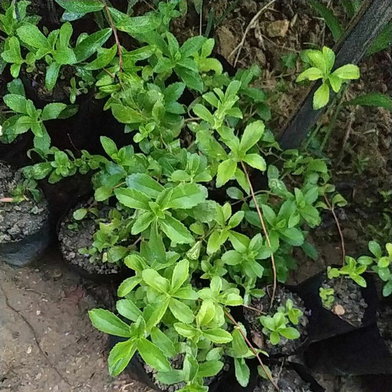 Jual Bibit Stevia Tanaman Herbal Pengganti Gula, Bunga pakan lebah ...