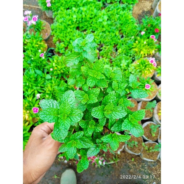 Jual TWINPACK tanaman herbal daun mint (2 pohon) | Shopee Indonesia