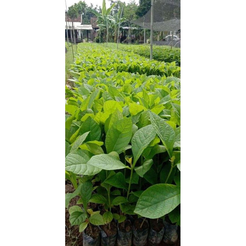 Jual Bibit Tanaman Kayu Jati Mas - Pohon Jati Super | Shopee Indonesia