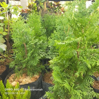 Jual Bibit Tanaman Hias Cemara Wangi Cemara Rentes Super Original ...