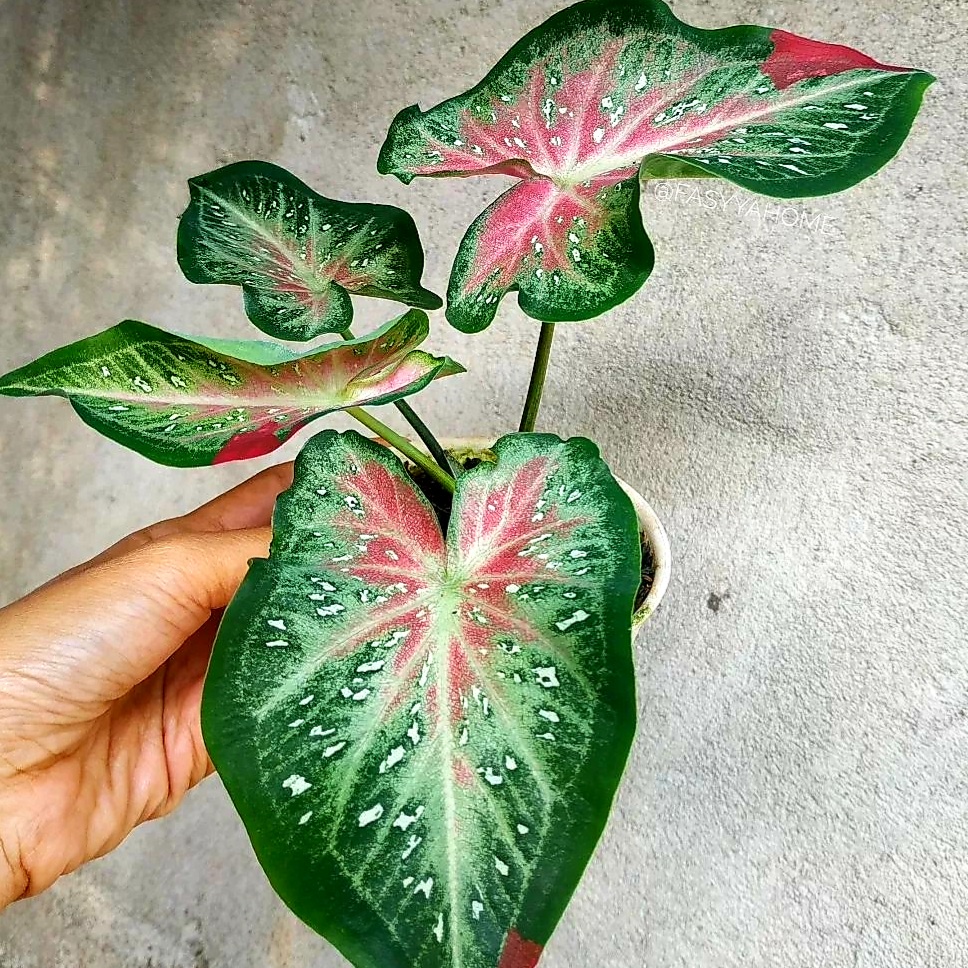 Jual Caladium Shy Cool / bunga keladi / tanaman hias keladi murah ...
