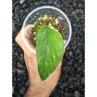 Jual Epipremnum hanuman sp bali varigata blm tunas / pinnatum hanoman ...